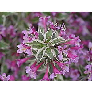 4.5 in. Quart My Monet Purple Effect (Weigela) Live Plant, Purple Flowers