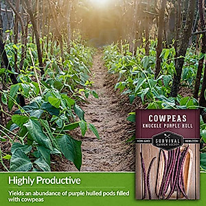 Survival Garden Seeds - Knuckle Purple Hull Cowpeas Seed for Planting - Packet with Instructions to Plant and Grow Delicious & Nutritious Peas in Your Home Vegetable Garden - Non-GMO Heirloom Variety