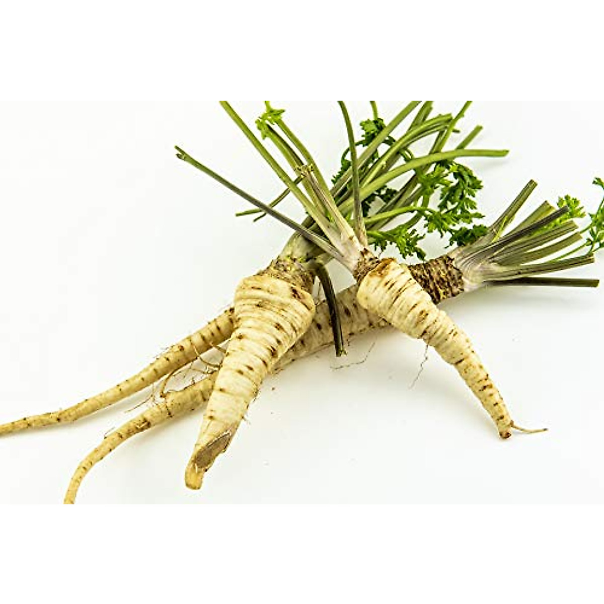 Parsley Seeds “Hamburg Rooted” - Decorative Leaf Herb with Edible Roots | Heirloom Seeds by Liliana's Garden |