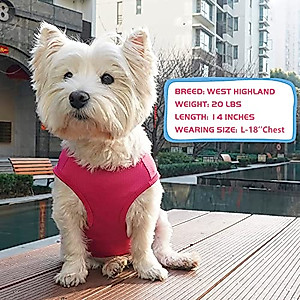 KYEESE 2 Pack Dog Shirt for Medium Dogs Breathable Lightweight Dog T-Shirts with Reflective Label Tank Top Great for Summer Sleeveless Vest Dog Apparel Strawberry Pattern, 2L, Strawberry+Rose