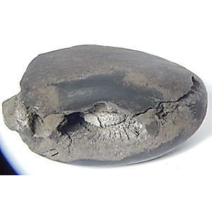 XUETZALCOATL Kumudah Sudarshan Shaligram 1.5cm - 2.5cm from Kali Gandaki 1 pcs