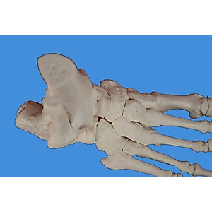 Wellden Medical Anatomical Foot Skeleton Model,disarticulated and Assembled by Magnets, Life Size