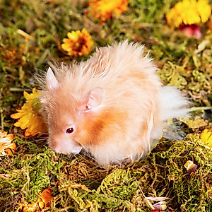 BGUNDI KHZYK 3.5oz Forest Hamster Moss & 1.76oz Hamster Flowers,Hamster Bedding Suitable for Dwarf Hamsters and Syrian Hamsters,Hamster Sprays,Hamster Habitat Decor for Hamster Cage Accessories