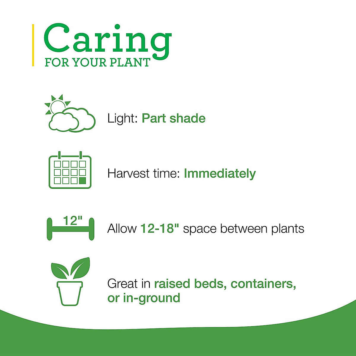 Bonnie Plants Italian Oregano Live Herb Plants, Perennial in Zones 5 to 10, Full Sun to Part Shade, 4 Pack