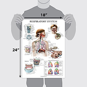Palace Learning Laminated Respiratory System Anatomical Chart - Lung Anatomy Poster - 18" x 24"