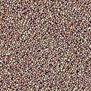 San Francisco Bay Brand Brine Shrimp Eggs 0.2-Ounces (6 Grams) Vial