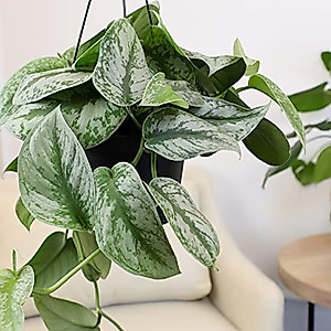 Silver Satin Pothos Plant Live Plant Hanging Basket, Silver Pothos Hanging Plant Live House Plants Indoors, Real Plants Indoor Live Plants Indoor Plants Live Houseplants Live Indoor by Plants for Pets