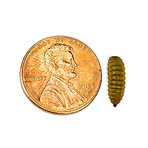 Josh's Frogs Black Soldier Fly Larvae (50 Count - Medium)