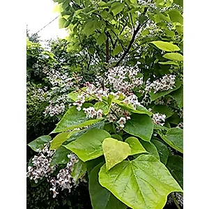 Indian Bean Tee Southern Cigar Tree Catawba Tree Catalpa Bignonioides 10 Seeds