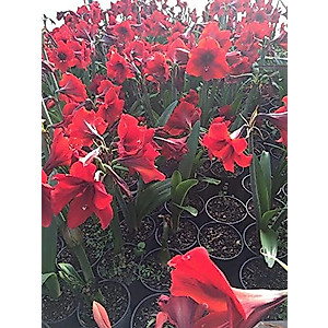 Red Lion Amaryllis Kit - Great Gift - Large Bulb, Pot and Potting Medium