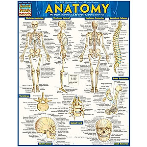 Anatomy - Reference Guide (8.5 x 11): a QuickStudy reference tool (Quickstudy Academic)
