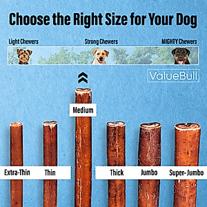 ValueBull Bully Sticks for Dogs, Medium 12 Inch, 50 Count - All Natural Dog Treats, 100% Beef Pizzles, Single Ingredient Rawhide Alternative