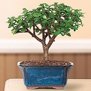 Dwarf Jade Bonsai Tree Mother's Day Gift
