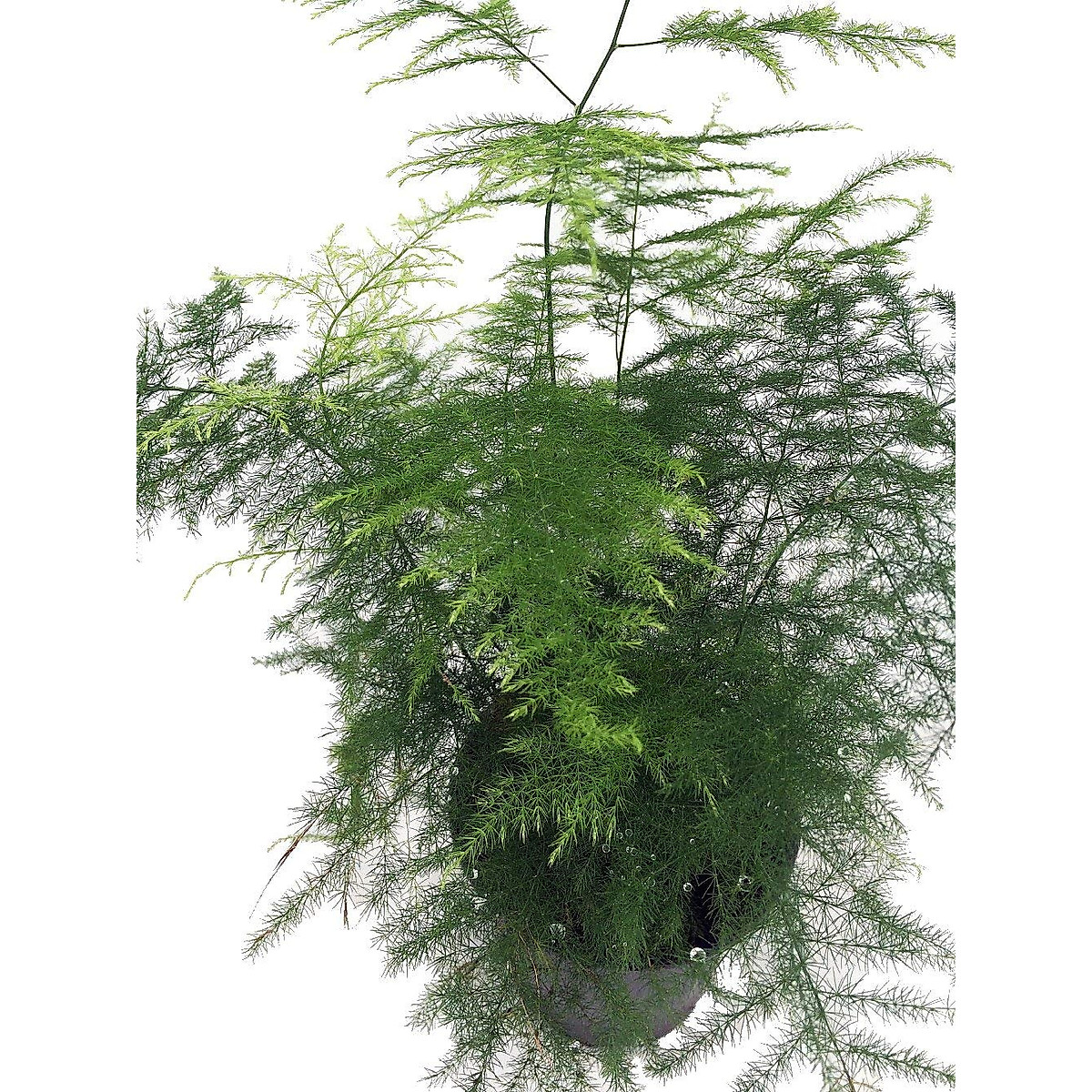 Fern Leaf Plumosus Asparagus Fern - 4" Pot - Easy to Grow - Great Houseplant