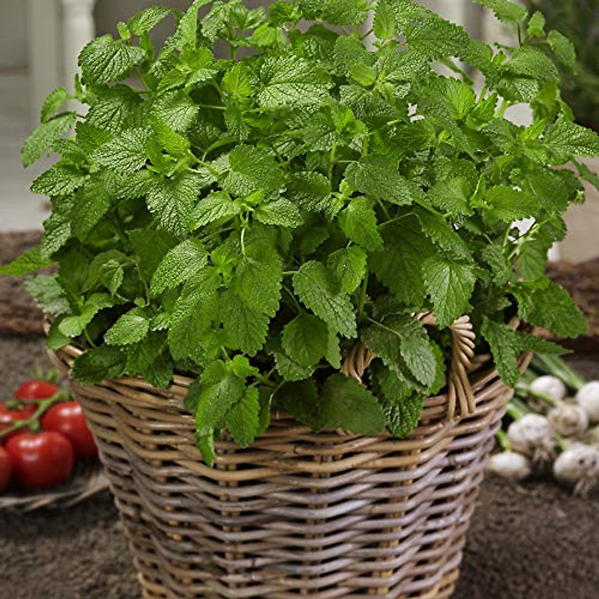 Outsidepride Perennial Melissa Officinalis Lemon Balm Culinary, Aromatic Herb Garden Plants - 5000 Seeds