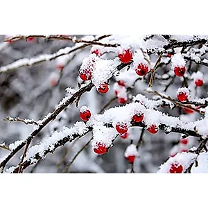 Horizontal Rockspray Cotoneaster Horizontalis Shrub 15 Seeds for Planting Non-GMO