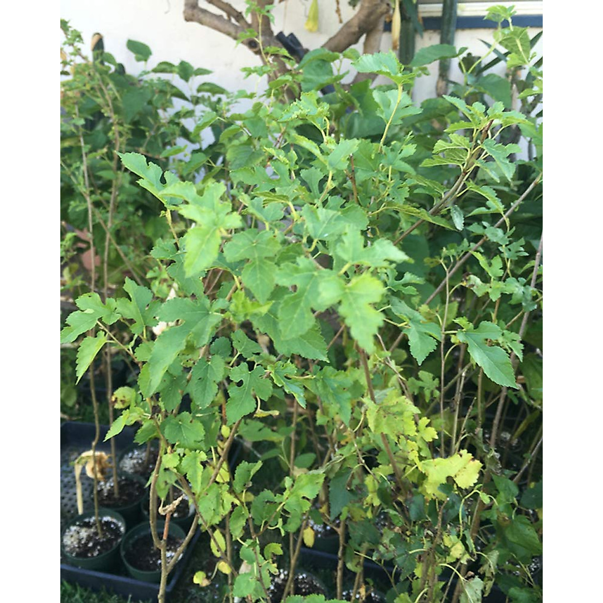 Pakistan Long Mulberry Tree - Morus Macroura Long Mulberry - Live Plant Not Dwarf