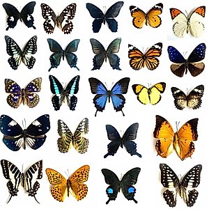 NaturaCEZUICl Unmounted Rhopalocera/Le Papillon/Butterfly Specimen Artwork Material Deco (3)