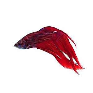 Betta Splendens Siamese Male Fighting Fish - Assorted Colors | Live Tropical Aquarium Fish