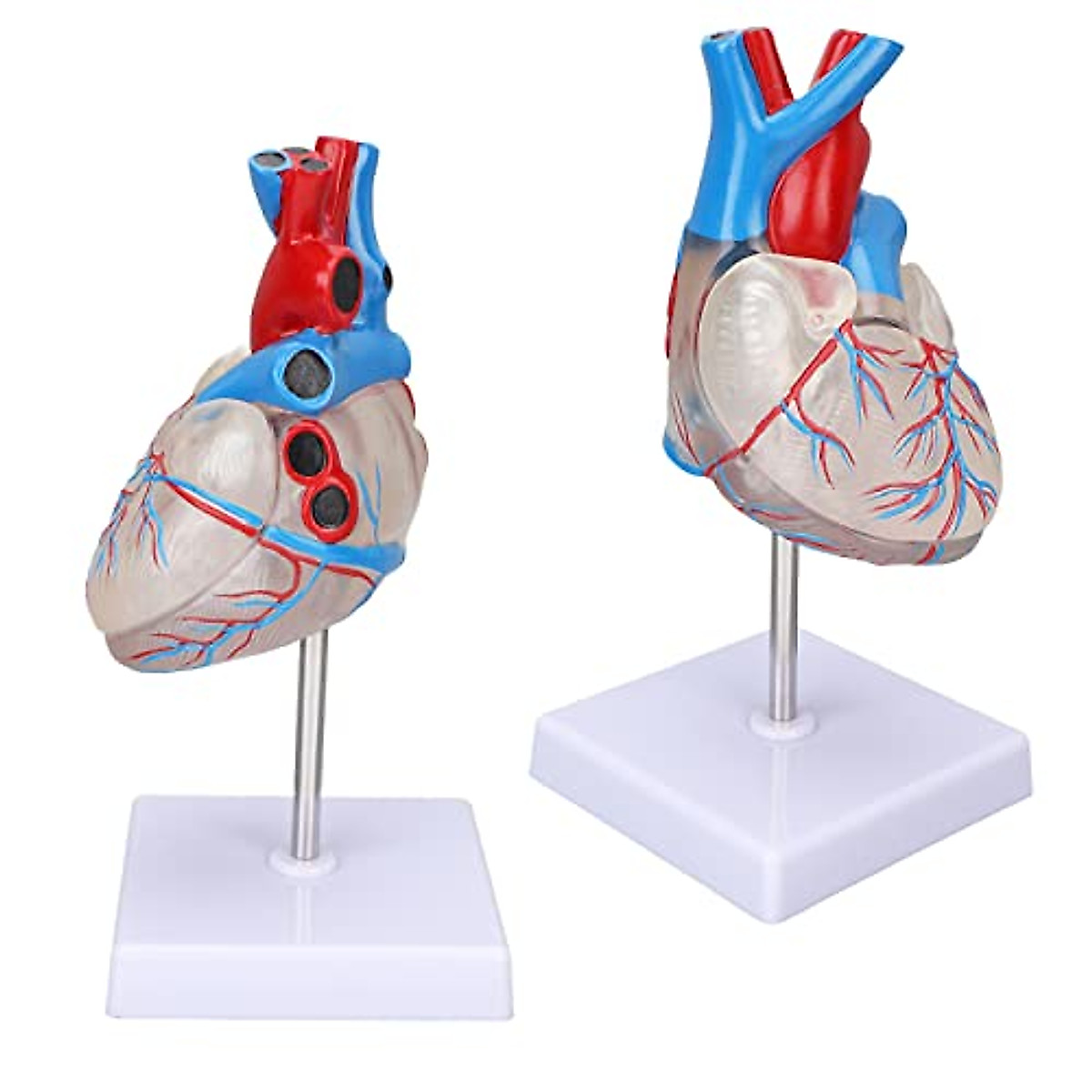 Heart Model, Transparent Design Heart Organ Model for Teaching aids