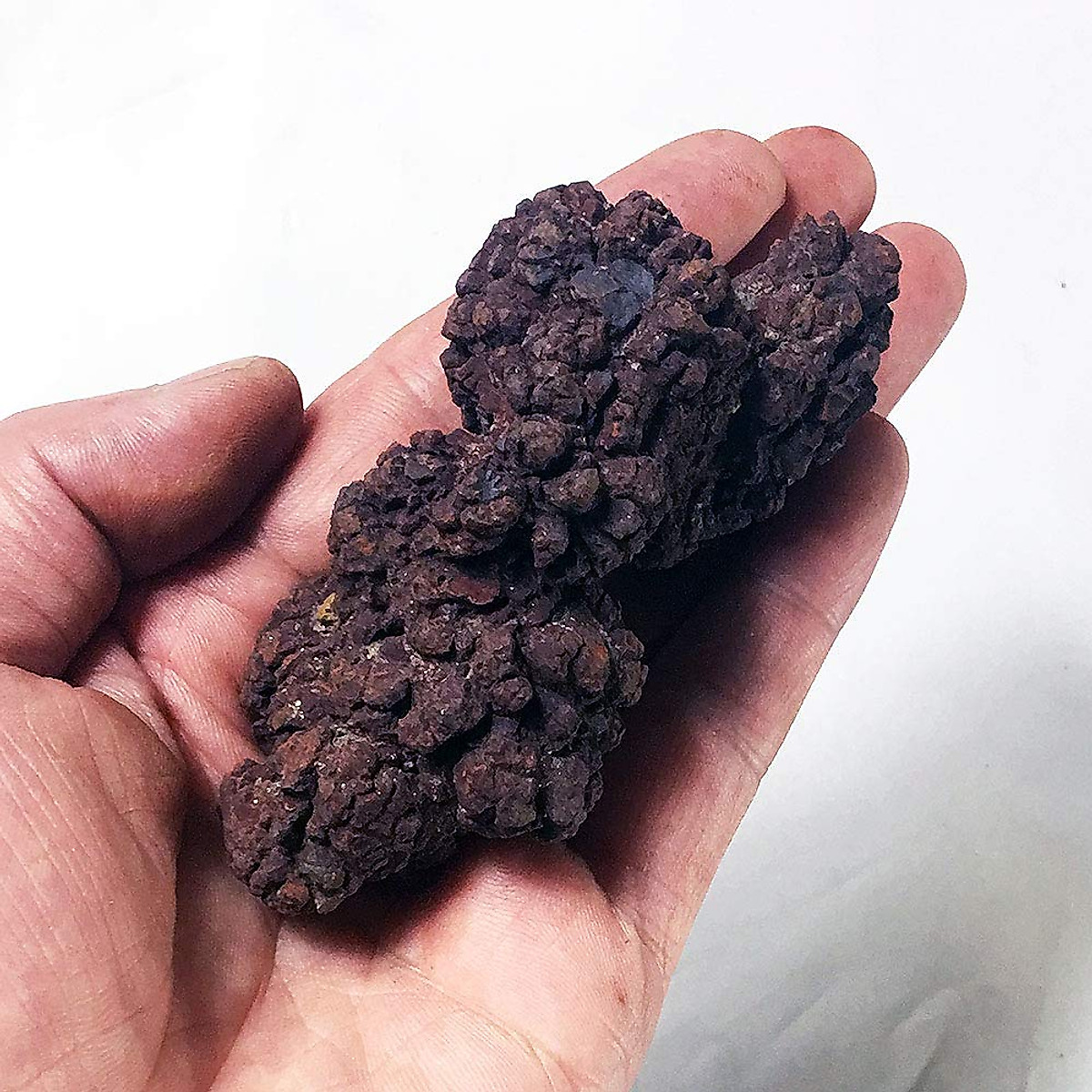 SUNNYHILL Coprolite Authentic Prehistoric Natural Fossilized Mineral Dung Stone Specimen Length 2-4" Weight 0.4 LB