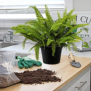 Fern Plant Potting Soil Mix (2 Quarts), Custom Hand Blended Mixture for Indoor/Outdoor Container Gardening