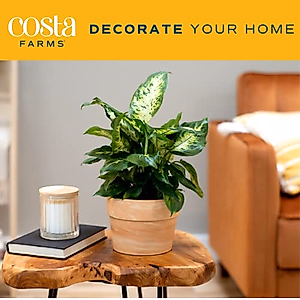 Costa Farms Dieffenbachia Live Indoor Plant, Easy to Grow Houseplant in Indoors Garden Planter Pot with Potting Soil, Grower's Choice, Birthday, New House Gift, Home and Room Decor, 12-14 Inches Tall