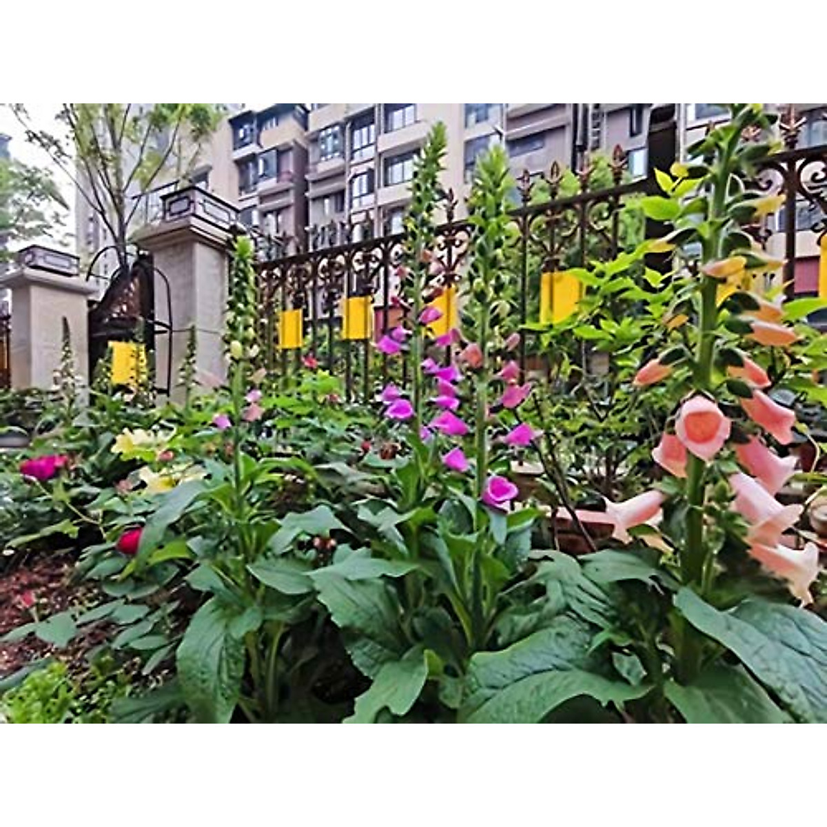 Faicuk 20-Pack Dual-Sided Yellow Sticky Traps for Flying Plant Insect Like Fungus Gnats, Aphids, Whiteflies, Leafminers - (6x8 Inches, Twist Ties Included)