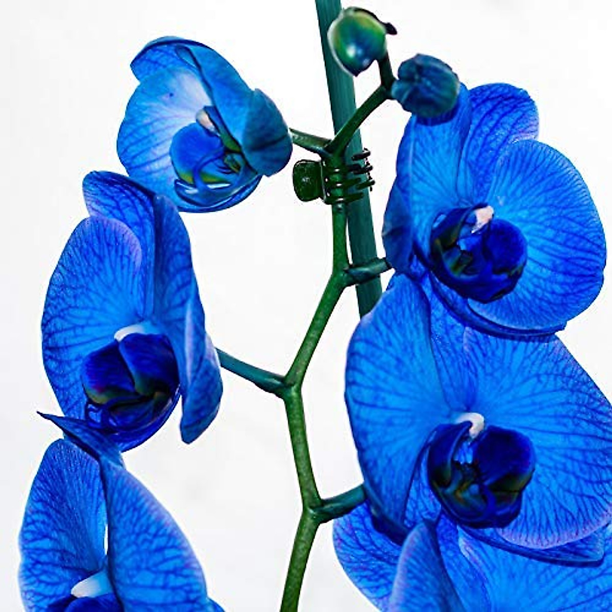 Jetec 50 Pieces Orchid Clips Plastic Garden Plant Clips with 30 Pieces Green Bamboo Plant Stakes, 30 Pieces Metallic Twist Ties for Supporting Stems Vines Stalks Grow Upright (38 cm)