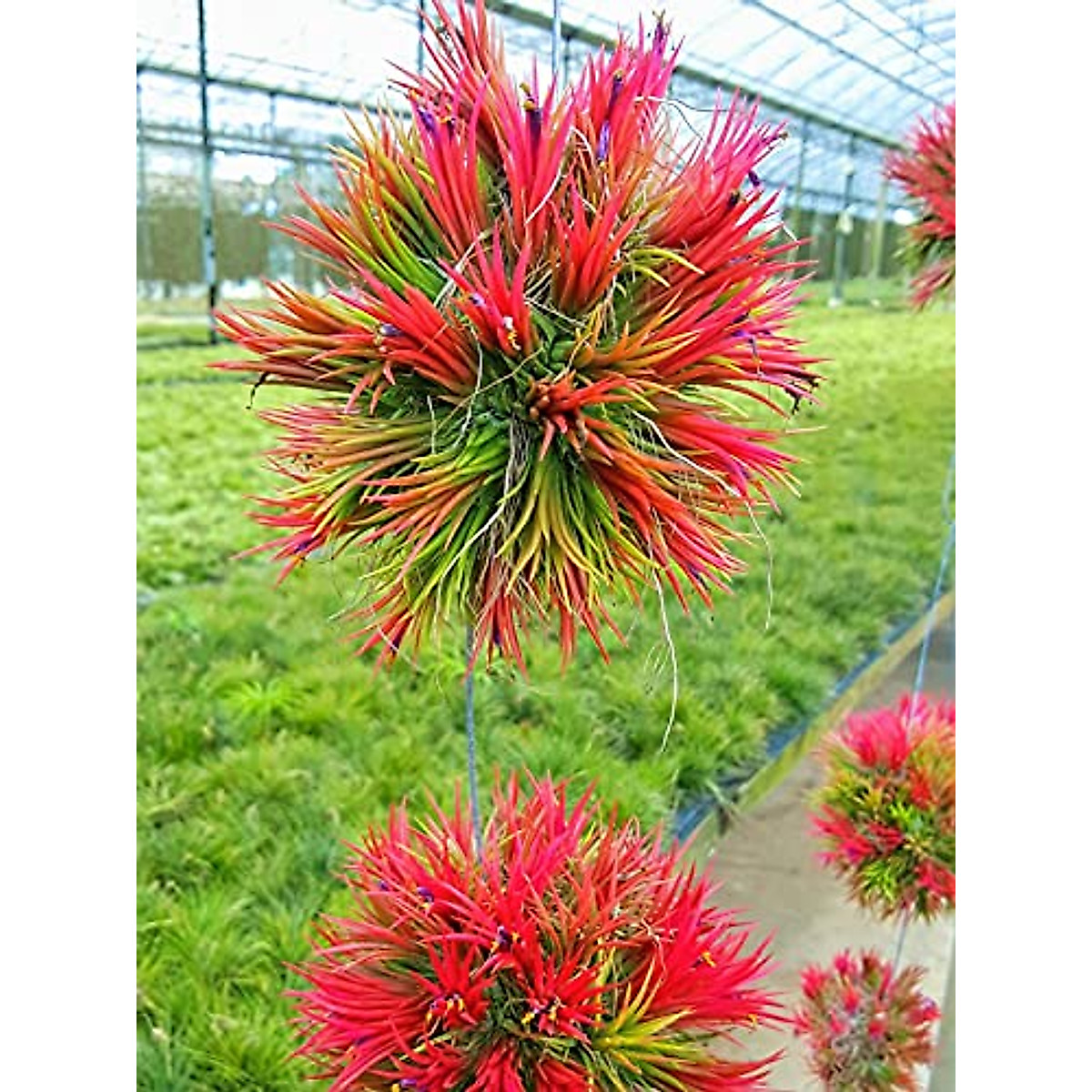 Small Air Plants - 3 Ionantha Fuego - 1 to 2 Inch Air Plant - Color & Form Varies by Season - 30 Day Guarantee on Tillandsia from The Drunken Gnome (3, One Size 1-2")