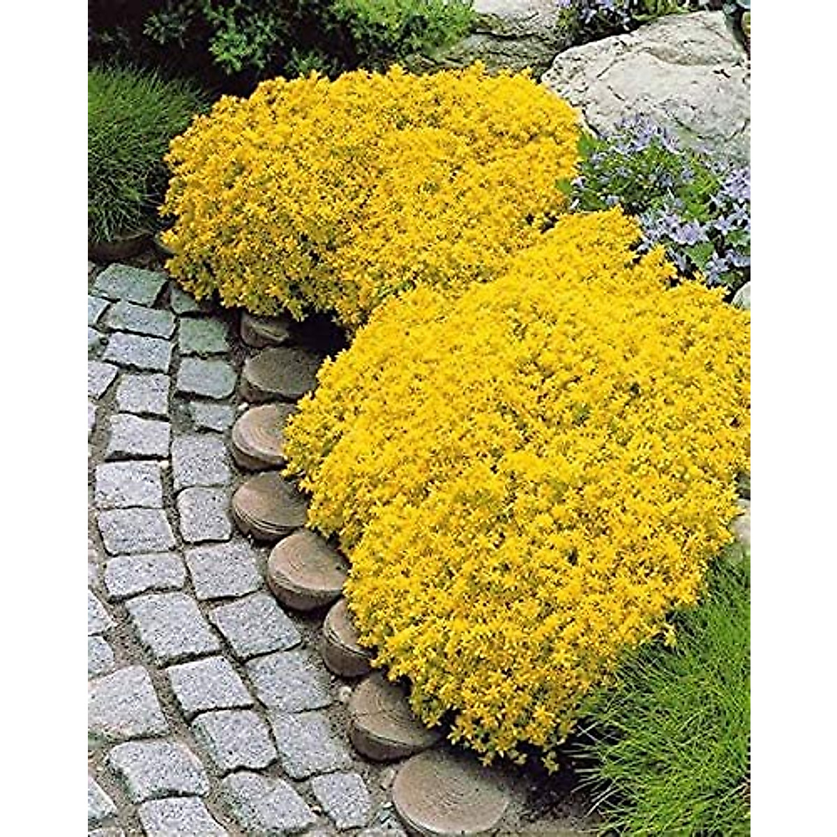 2000+ Yellow Creeping Thyme Seeds for Planting Thymus Serpyllum - Heirloom Ground Cover Plants Easy to Plant and Grow - Open Pollinated