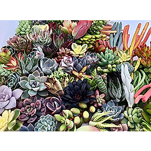 10 Assorted Live Succulent Cuttings, No 2 Succulents Alike, Great for Terrariums, Mini Gardens, and as Starter Plants by The Succulent Cult