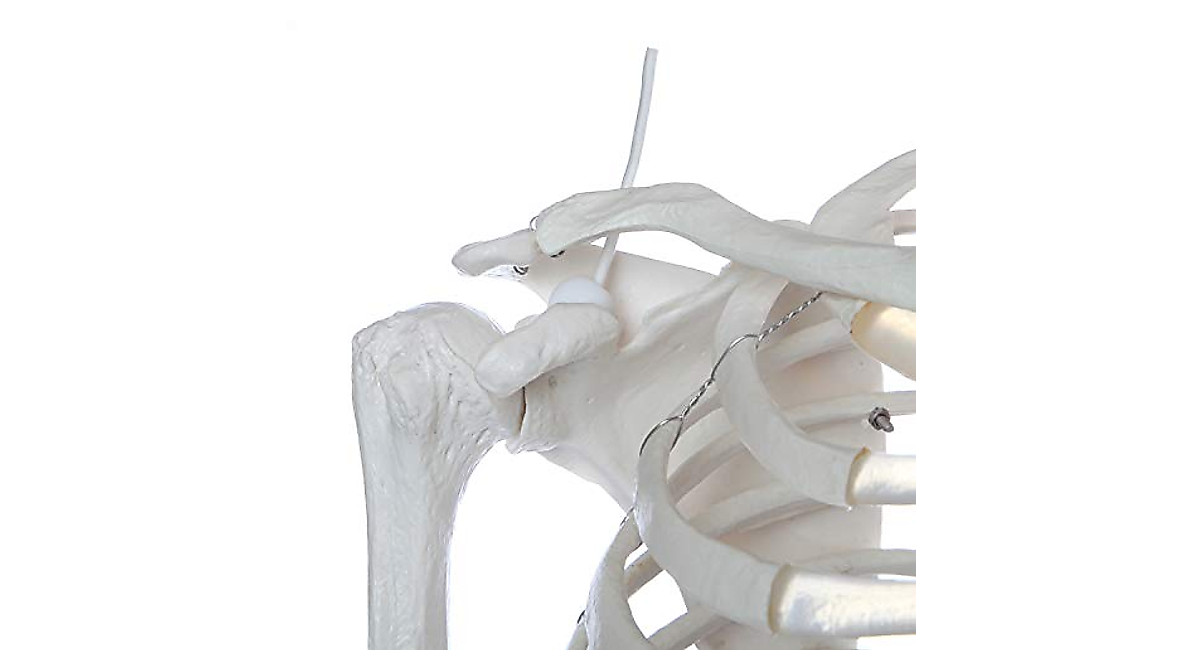 Flexible Life-Size Skeleton Model - Detailed Human Anatomy for Education