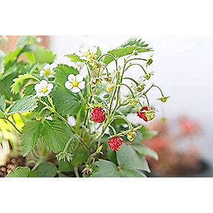 Strawberry Seeds, Woodland Wild Strawberry Fruit/Plant Seeds, 150 Strawberry Seeds Per Packet, Non GMO Seeds, (Fragaria vesca), Isla's Garden Seeds