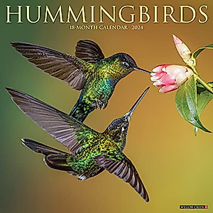 Willow Creek Press Hummingbirds Monthly 2024 Wall Calendar (12" x 12")