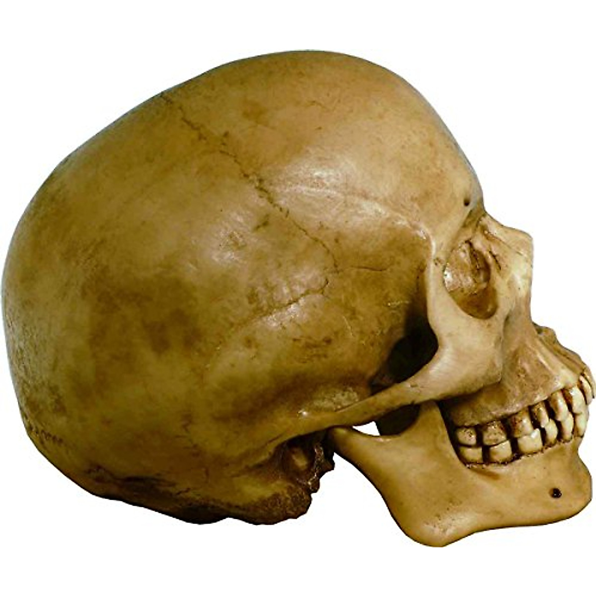 Nose Desserts Life Size Model Human Skull Replica Aged Earth-Brown Relic - Medical Anatomy Reproduction Brand