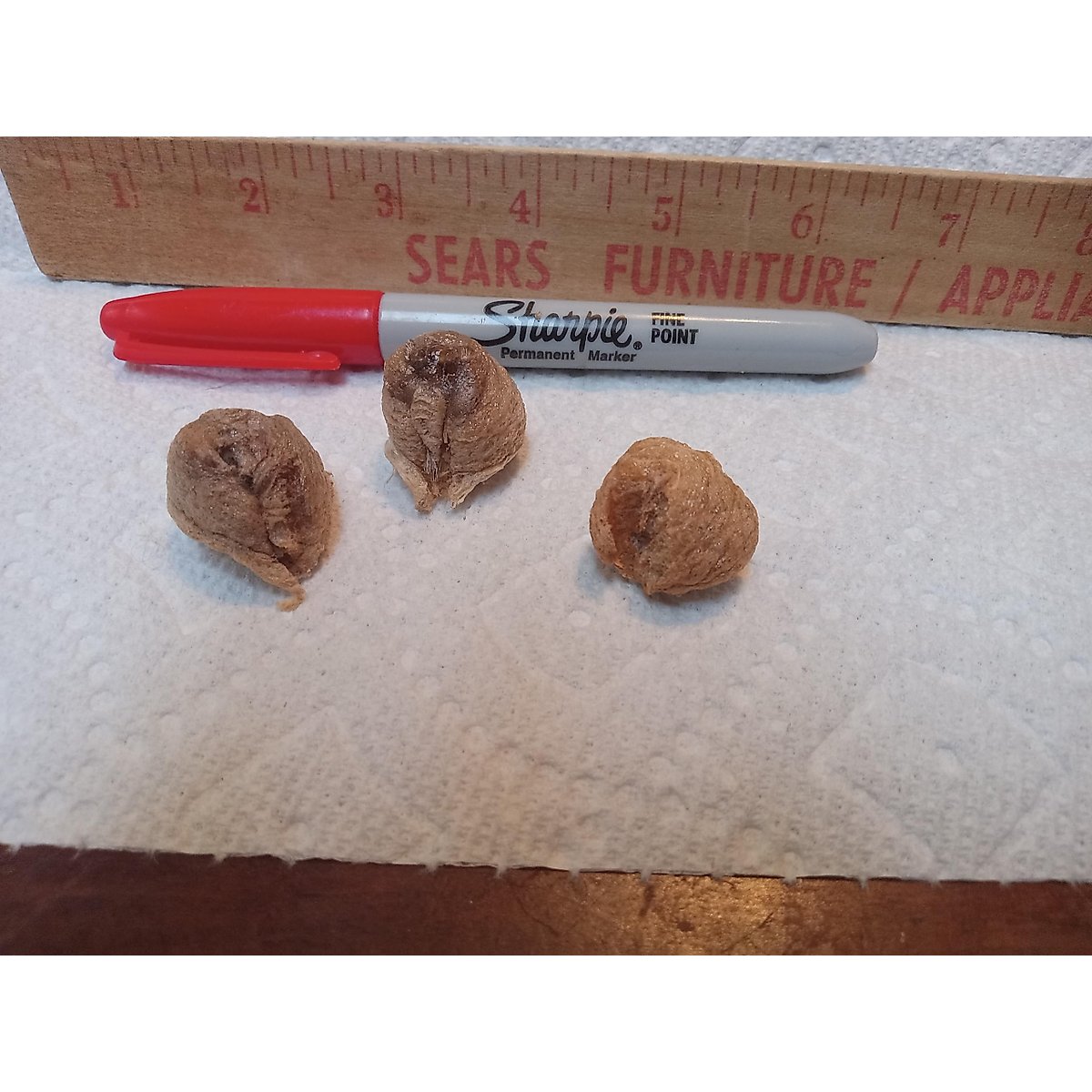 3 - Chinese Praying Mantis Egg Cases - (Smaller Size) Same as All Others Except Smaller - Shipped in a 32 oz Crystal Clear Hatching Habitat.