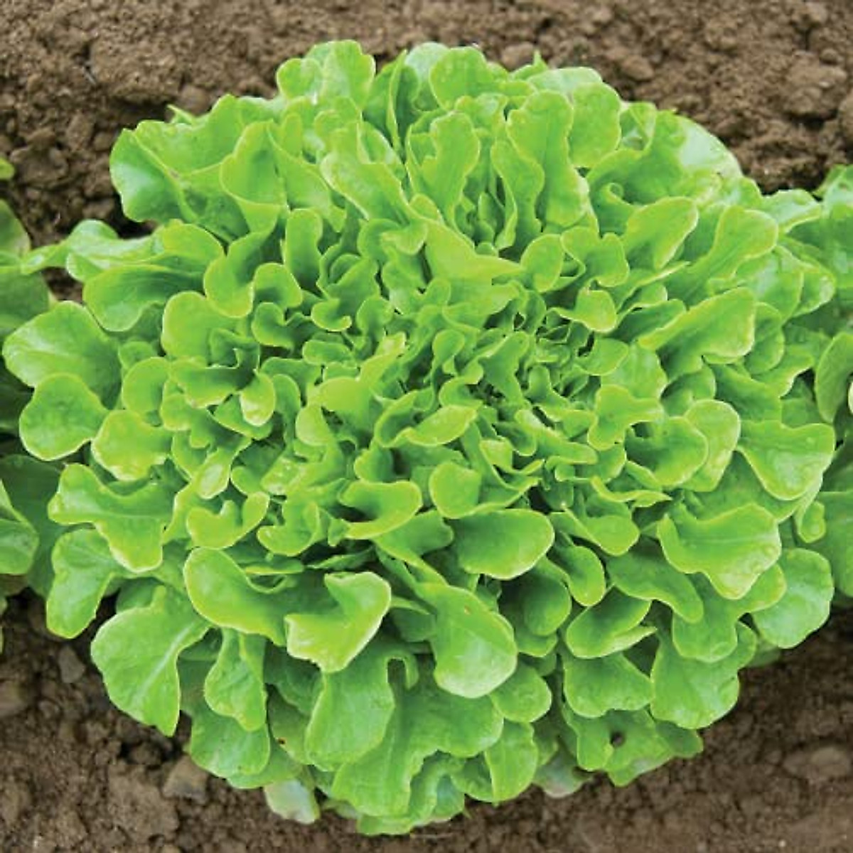 CHUXAY GARDEN Oakleaf Lettuce,Green Oak Leaf Lettuce Seed 100 Seeds Green Non-GMO Organic Vegetable Healthy Delicious Vegetable Fast Growing