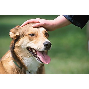 Gentian Violet Spray Solution 1% 100 ML. Pet Wound Care Skin Soother Healing Dog & Cats Skin Infections, Soreness and Irritation Relief, Relieves Dry Itchy Skin Allergies Clean Soothe & Heal