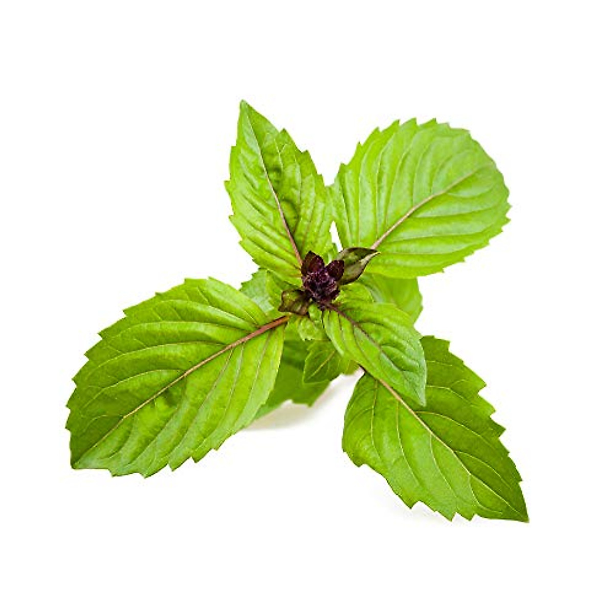 "Sweet Cinnamon" Basil Herb Seeds for Planting, 500+ Heirloom Seeds Per Packet, (Isla's Garden Seeds), Non GMO Seeds, Botanical Name: Ocimum basilicum 'Cinnamon', Great Home Garden Gift