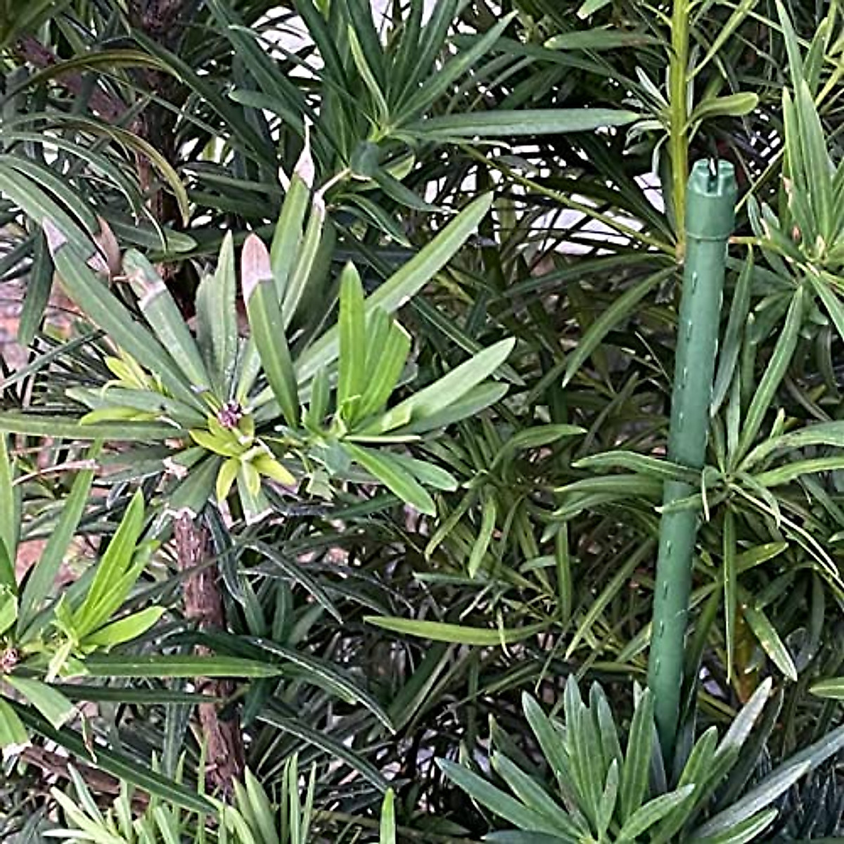 Garden Stakes 60 Inches Plastic Coated Hollow Steel Plant Stakes, Tomato Stakes, Pack of 25