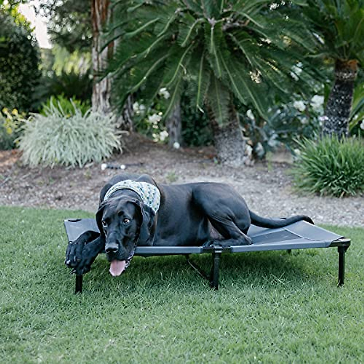 Lucky Dog 48'' Elevated Pet Bed Cot | Indoor & Outdoor Use | Gray