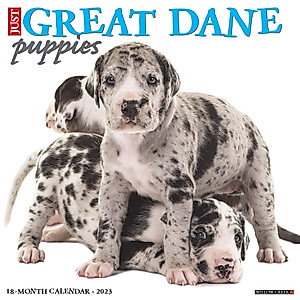 Just Great Dane Puppies 2023 Wall Calendar