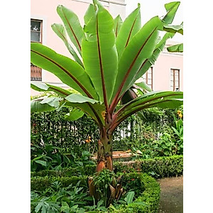 Abyssinian Banana Tree Seeds for Planting (5 Seeds) - Ensete ventricosum
