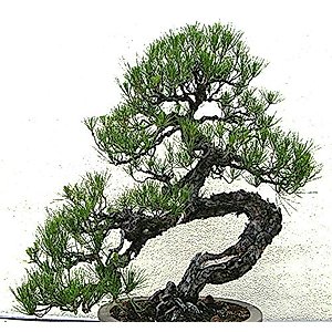 Big Pack Bonsai Tree Seeds - Japanese Black Pine Tree (150 Seeds), Pinus thunbergiana Pine Tree Seeds - Non-GMO Seeds by MySeeds.Co (Big Pack - Japanese Black Pine)