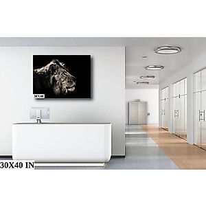 Lion (Panthera leo) - Print/Canvas/Acrylic/Metal (Print Only, 11x14 Inches)