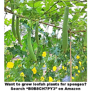 Introduction Price! 2ct Natural Loofah Sponge,Loofah Exfoliating Body Scrubber&Loofa Body Sponge,Shower Sponges for Men/Women,Skin Care,Body Scrub Exfoliator,Kitchen,Cleansing Exfoliating Sponge