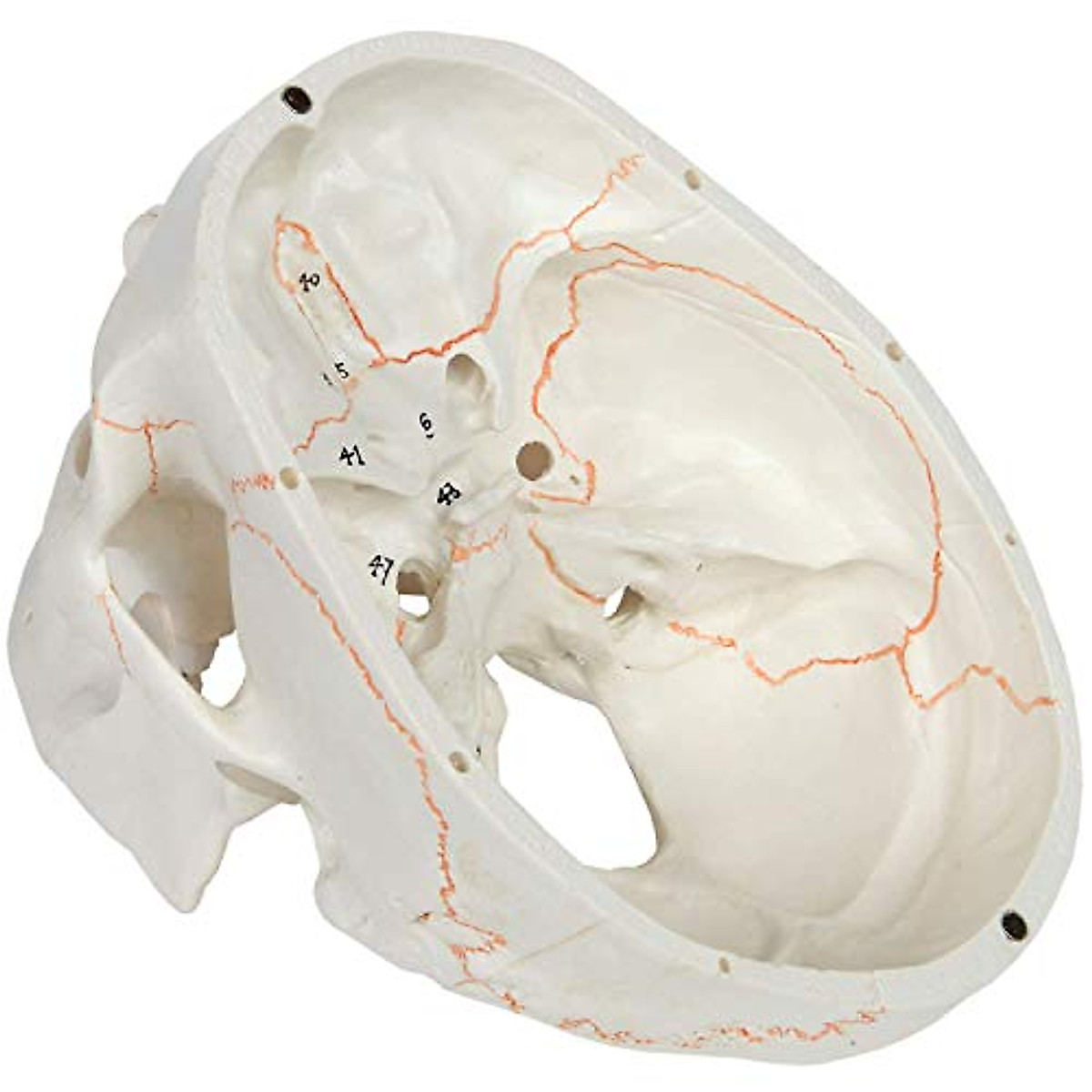 Axis Scientific Numbered Human Skull Model Bundle, 3 Part Life Size Replica, Removable Calvarium (Skull Cap), Mandible (Jaw) and 55 Numbered Features, Includes Detailed Study Guide