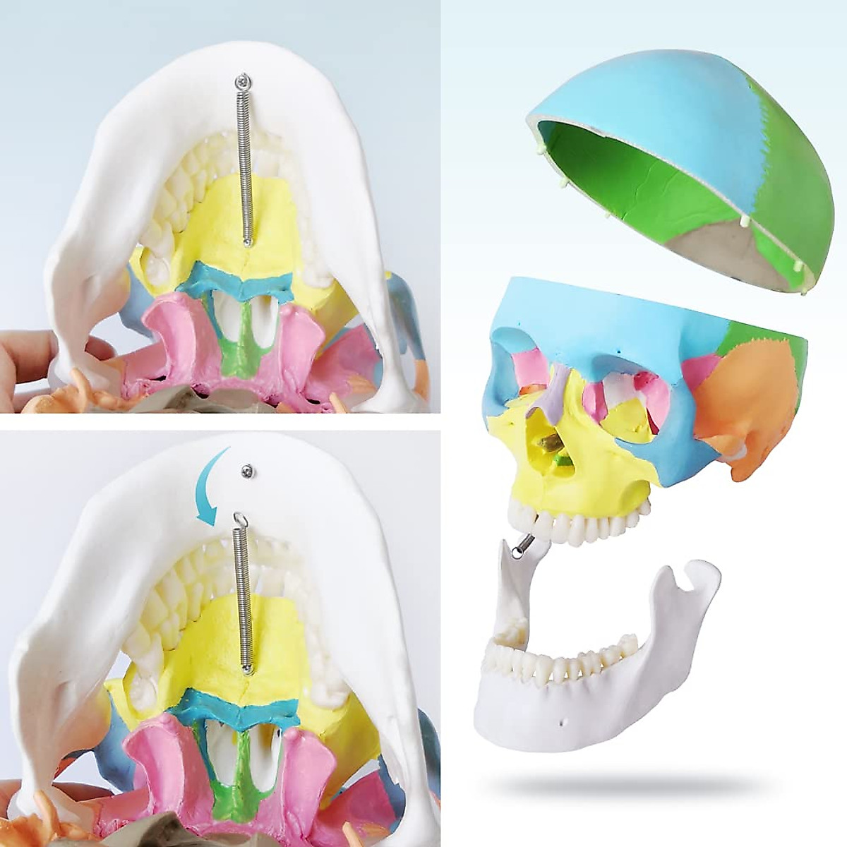 Merinden Painted Human Skull Model, Life Size Replica Medical Anatomy Adult Model with Removable Skull Cap and Articulated Mandible, Full Set of Teeth, 3-Part Didactic Skull Anatomical Model