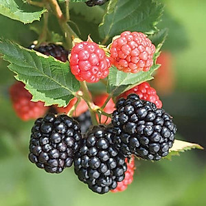 TriStar Plants- TripleCrown Blackberry Bush Thornless -2.5" cup, NO SHIP CALIFORNIA, Healthy Established Roots, Thornless Blackberries, Blackberry pie, Blackberry Jam Blackberry Plant